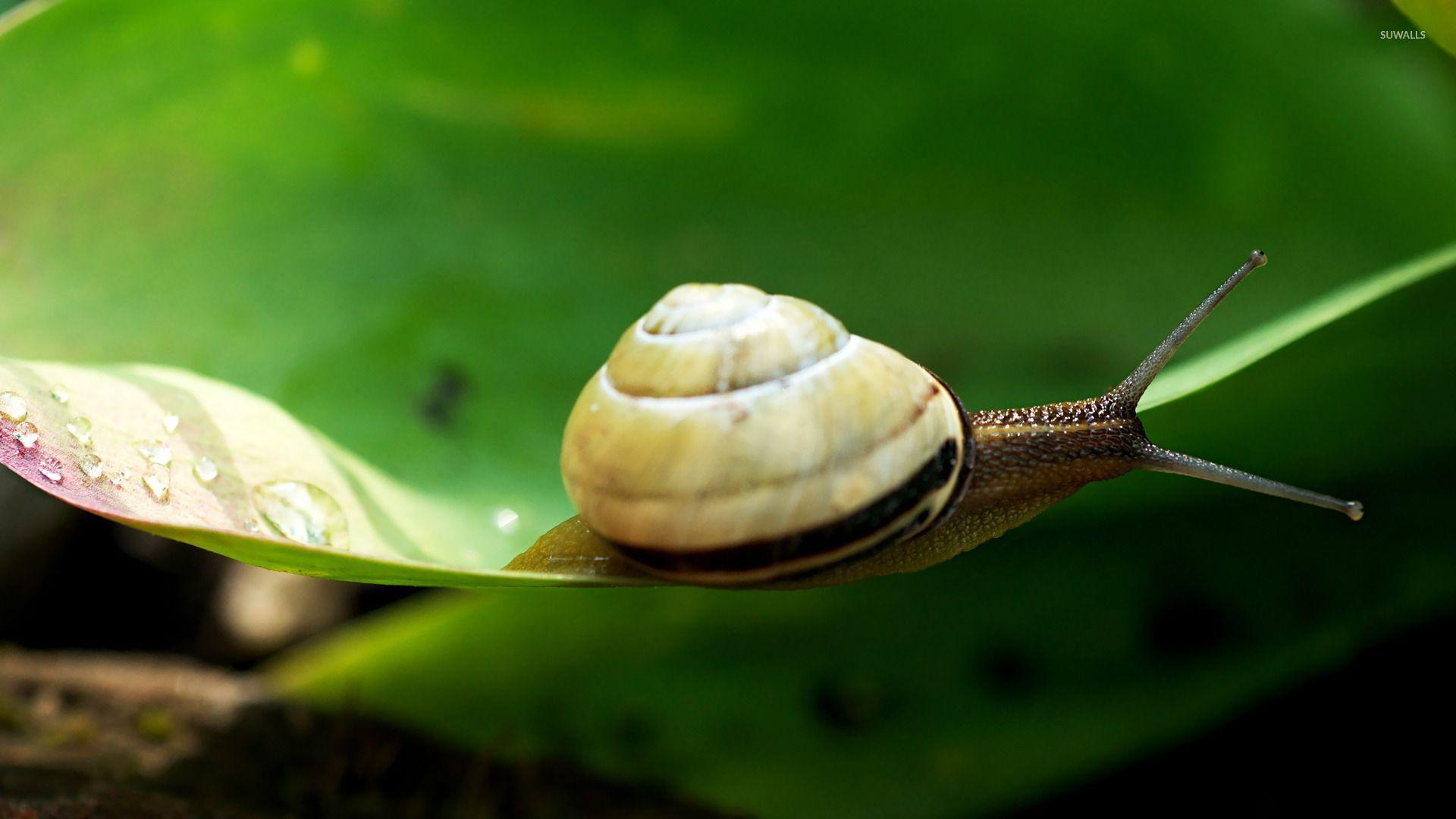 Snail Wallpapers - Top Free Snail Backgrounds - WallpaperAccess