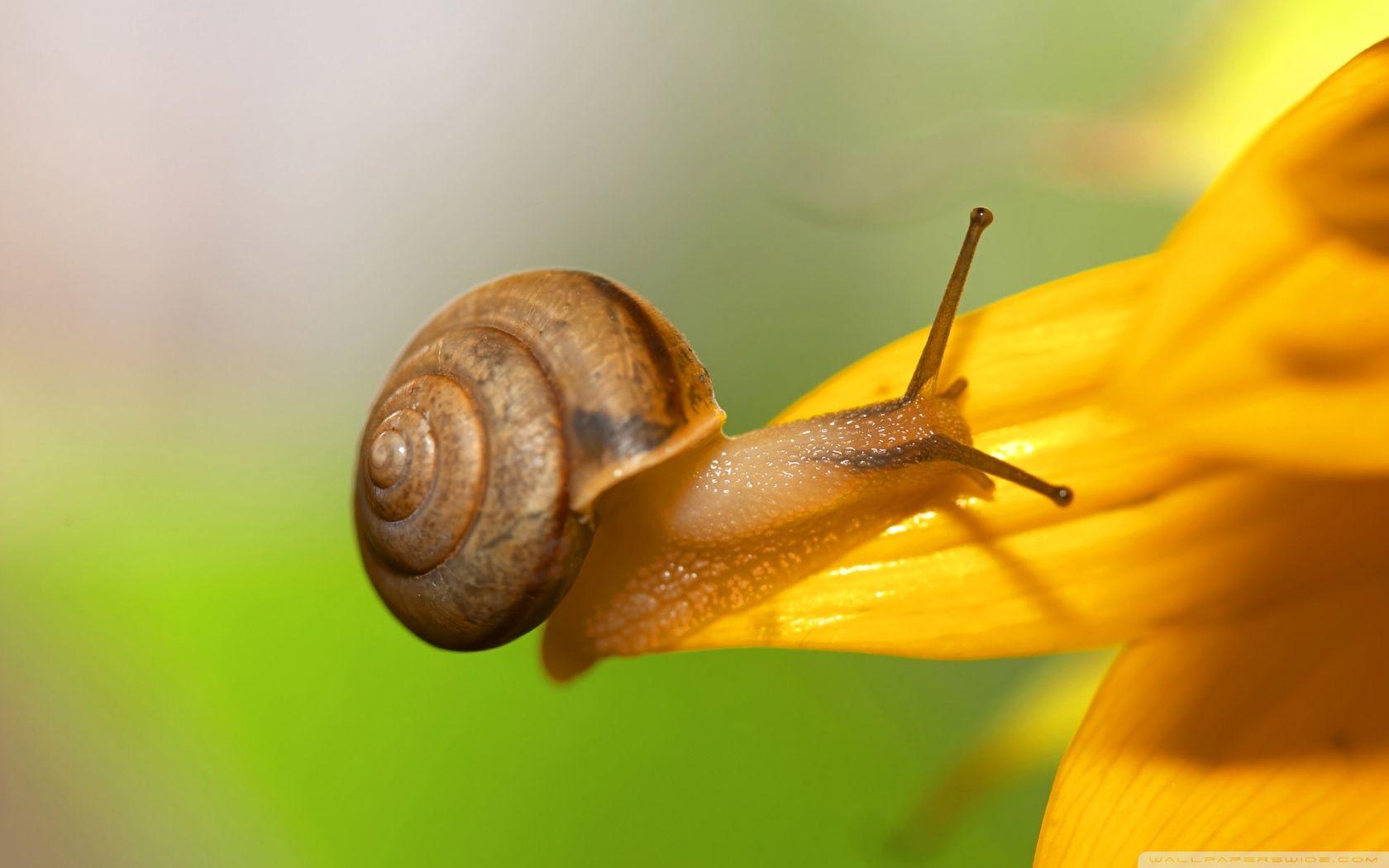 Snail Wallpapers - Top Free Snail Backgrounds - WallpaperAccess