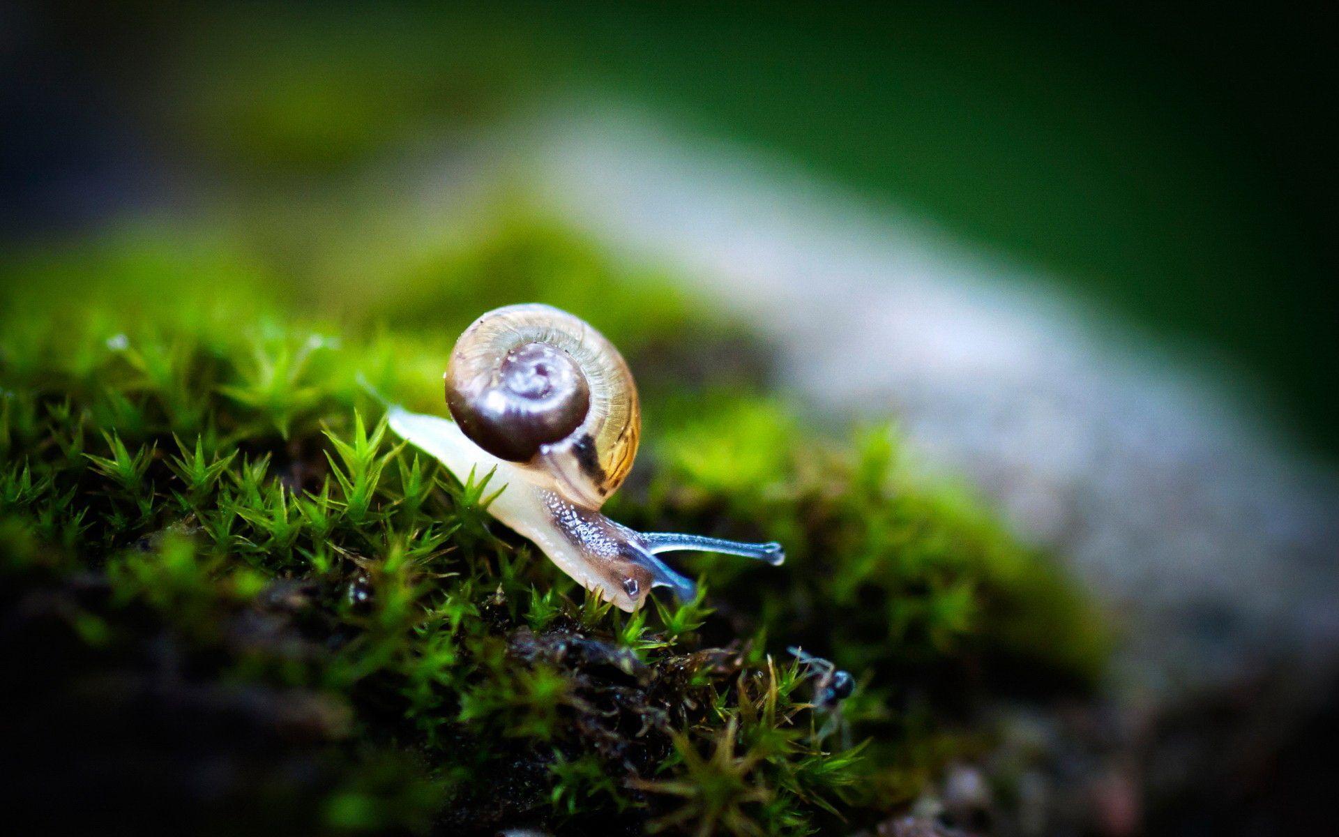 Snail Wallpapers - Top Free Snail Backgrounds - WallpaperAccess