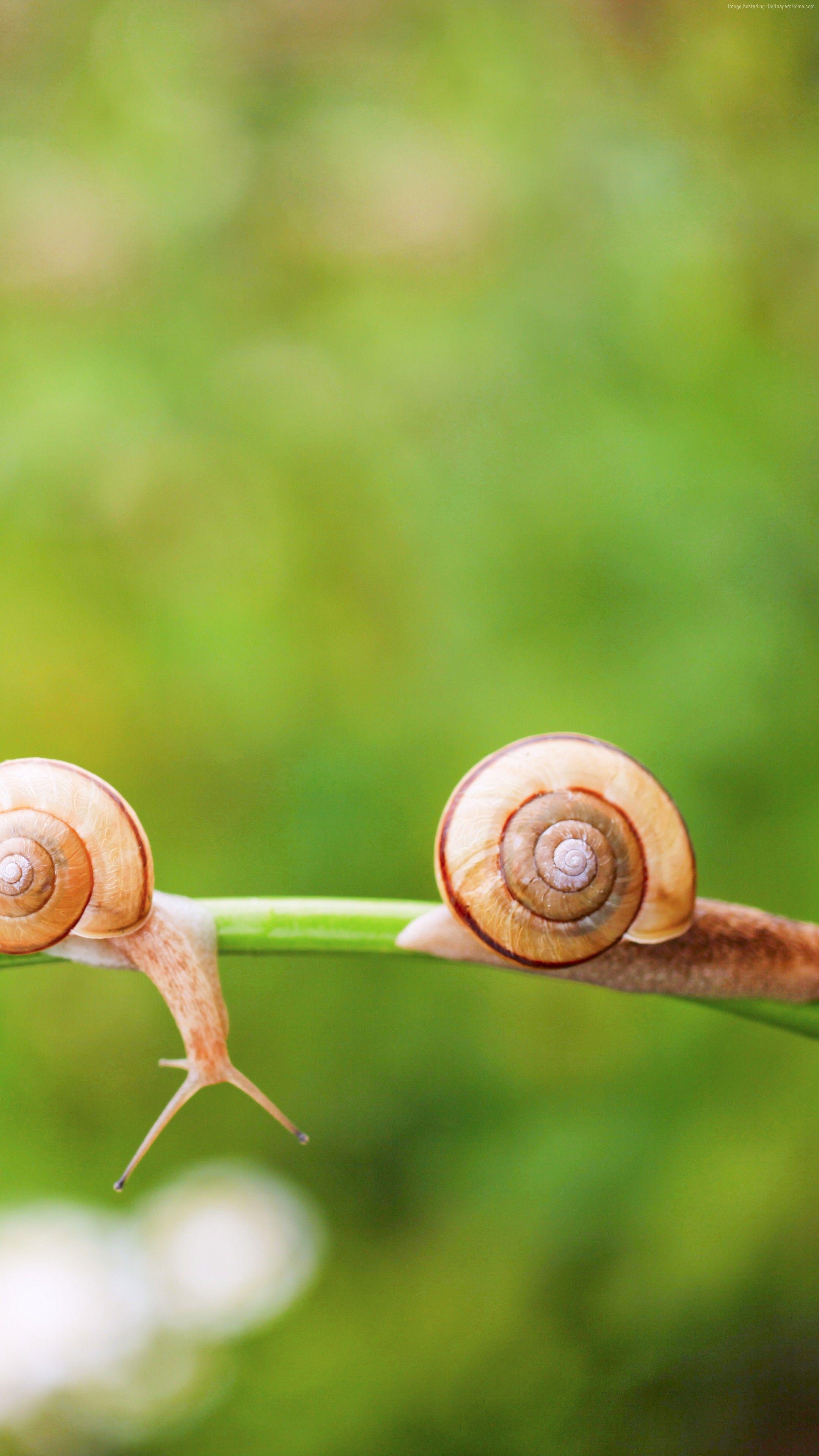 Snail Wallpapers - Top Free Snail Backgrounds - WallpaperAccess