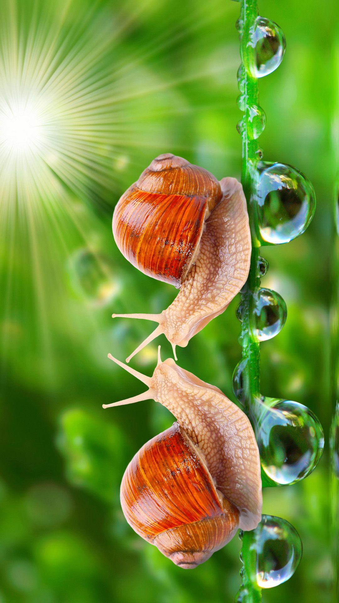 Snail Wallpapers - Top Free Snail Backgrounds - WallpaperAccess