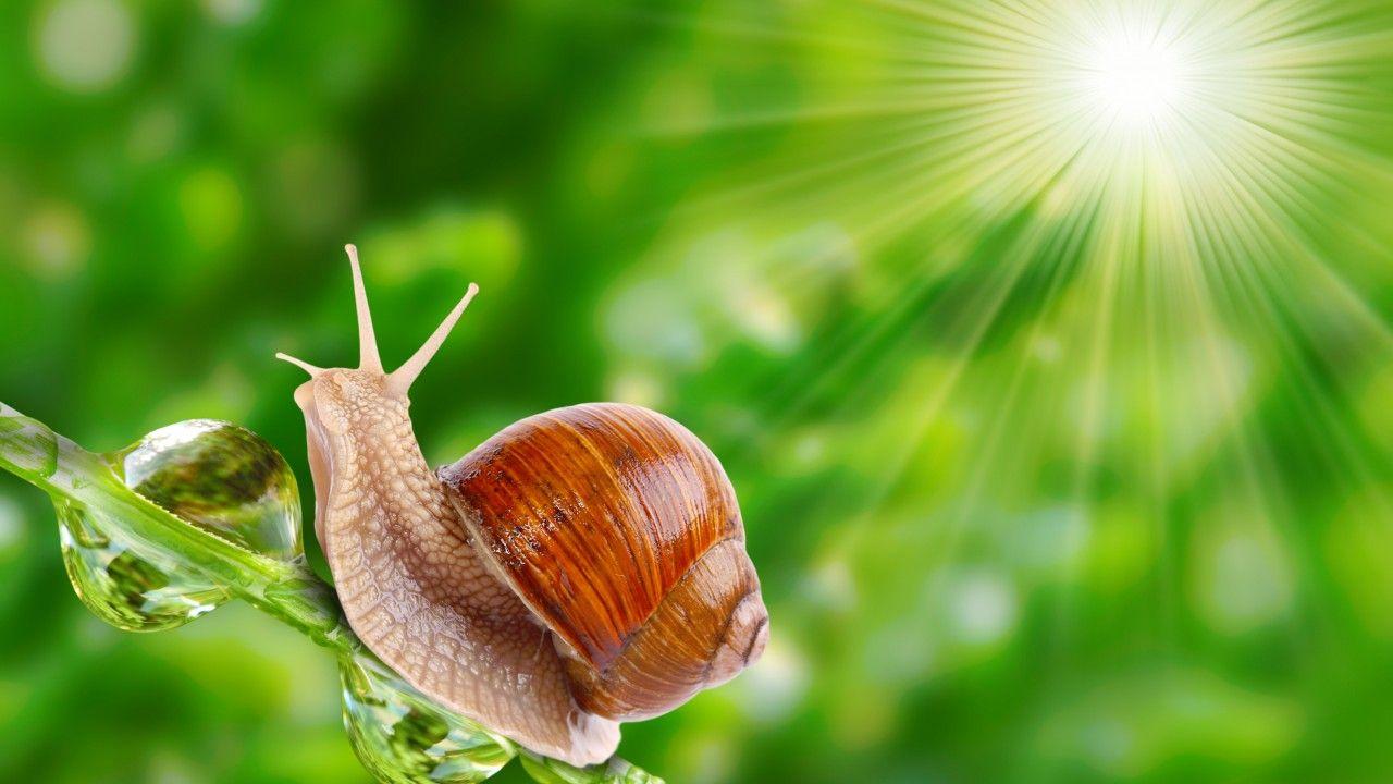 Snail Wallpapers - Top Free Snail Backgrounds - WallpaperAccess
