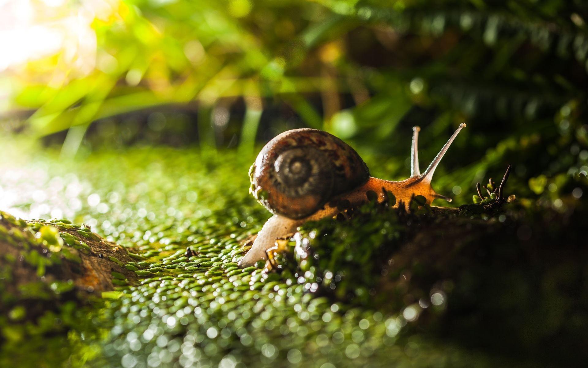 Snail Wallpapers - Top Free Snail Backgrounds - WallpaperAccess