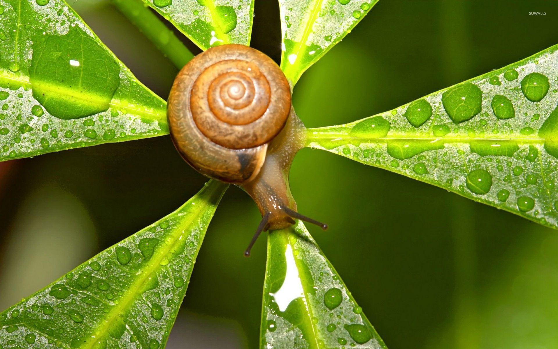 Snail Wallpapers - Top Free Snail Backgrounds - WallpaperAccess