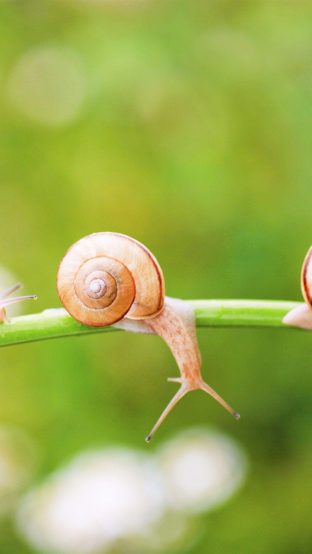 Snail Wallpapers - Top Free Snail Backgrounds - WallpaperAccess