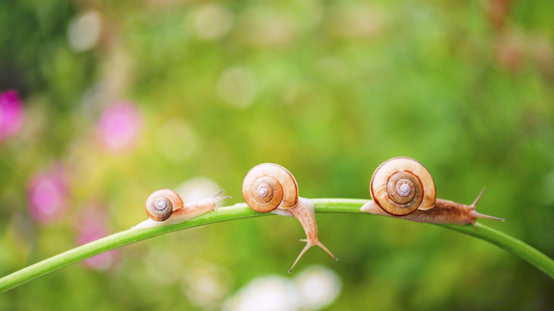 Snail Wallpapers - Top Free Snail Backgrounds - WallpaperAccess