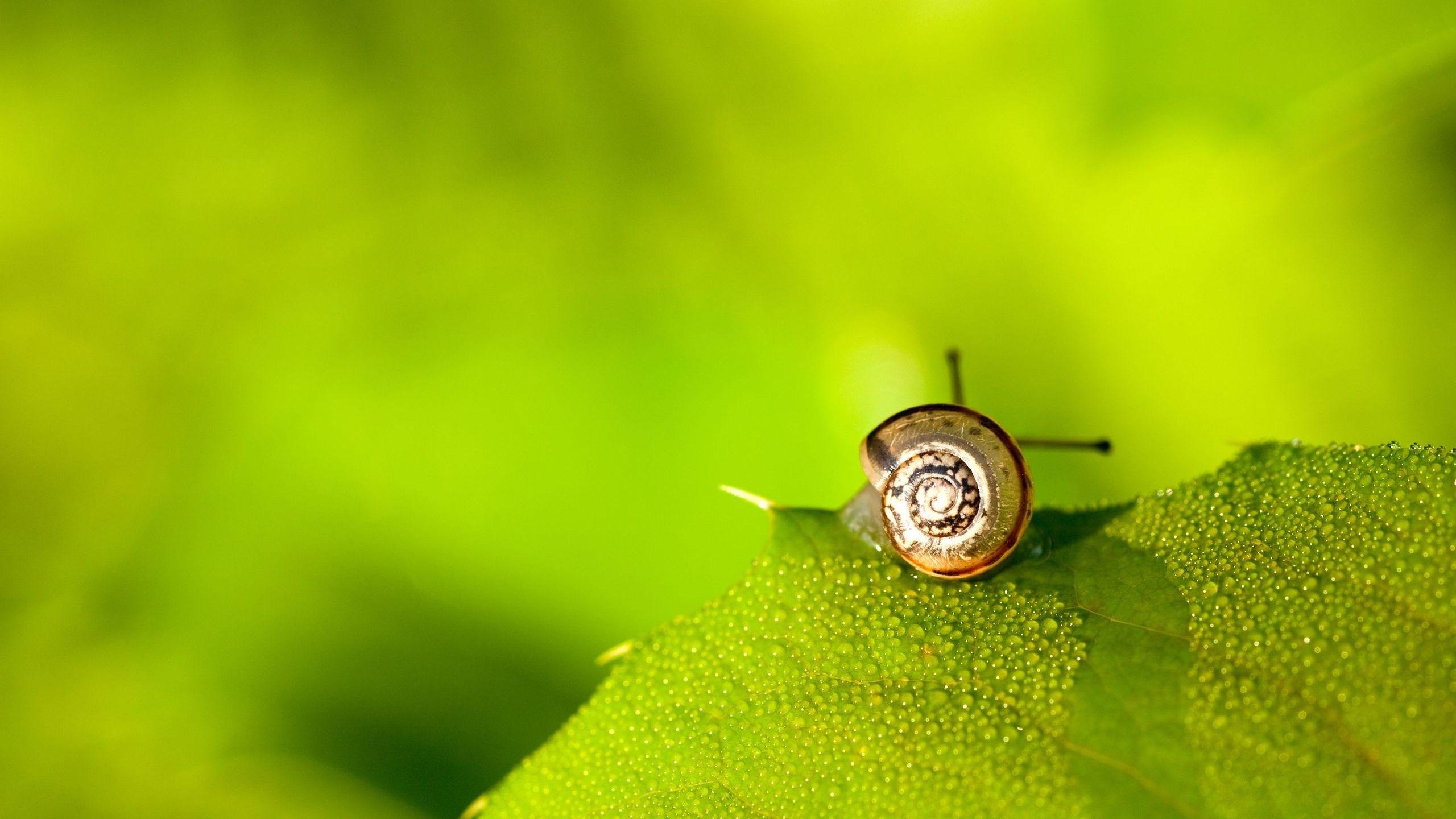 Snail Wallpapers - Top Free Snail Backgrounds - WallpaperAccess