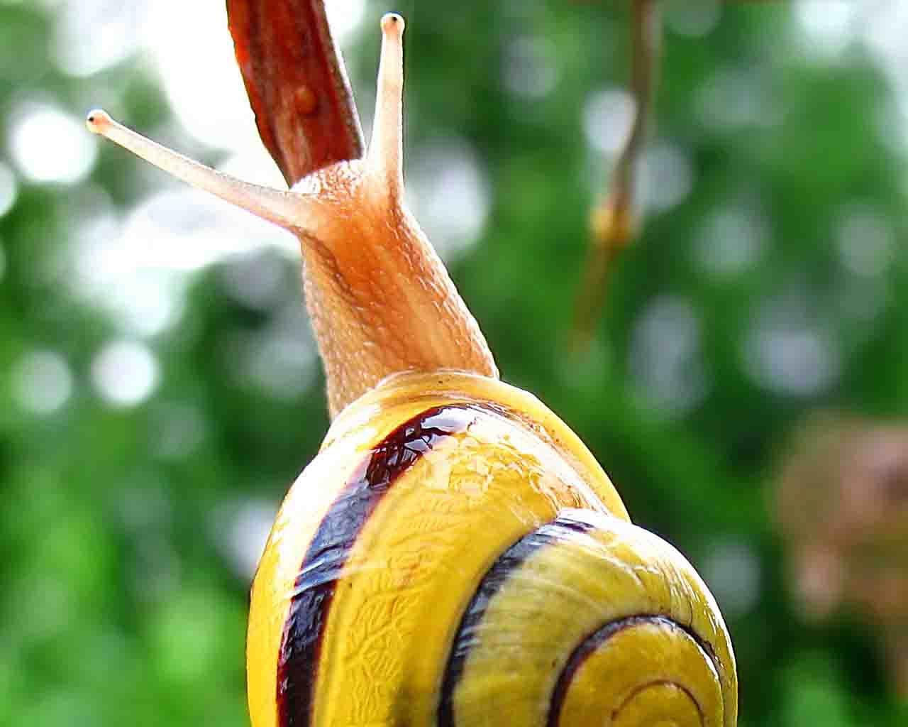 Snail Wallpapers - Top Free Snail Backgrounds - WallpaperAccess