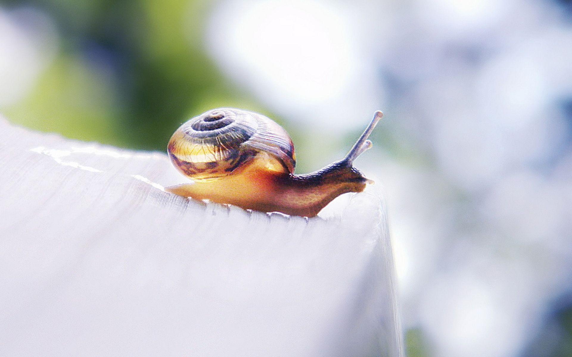 Snail Wallpapers - Top Free Snail Backgrounds - WallpaperAccess
