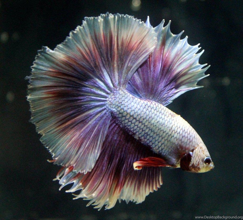Fighter Fish Wallpapers - Top Free Fighter Fish Backgrounds ...