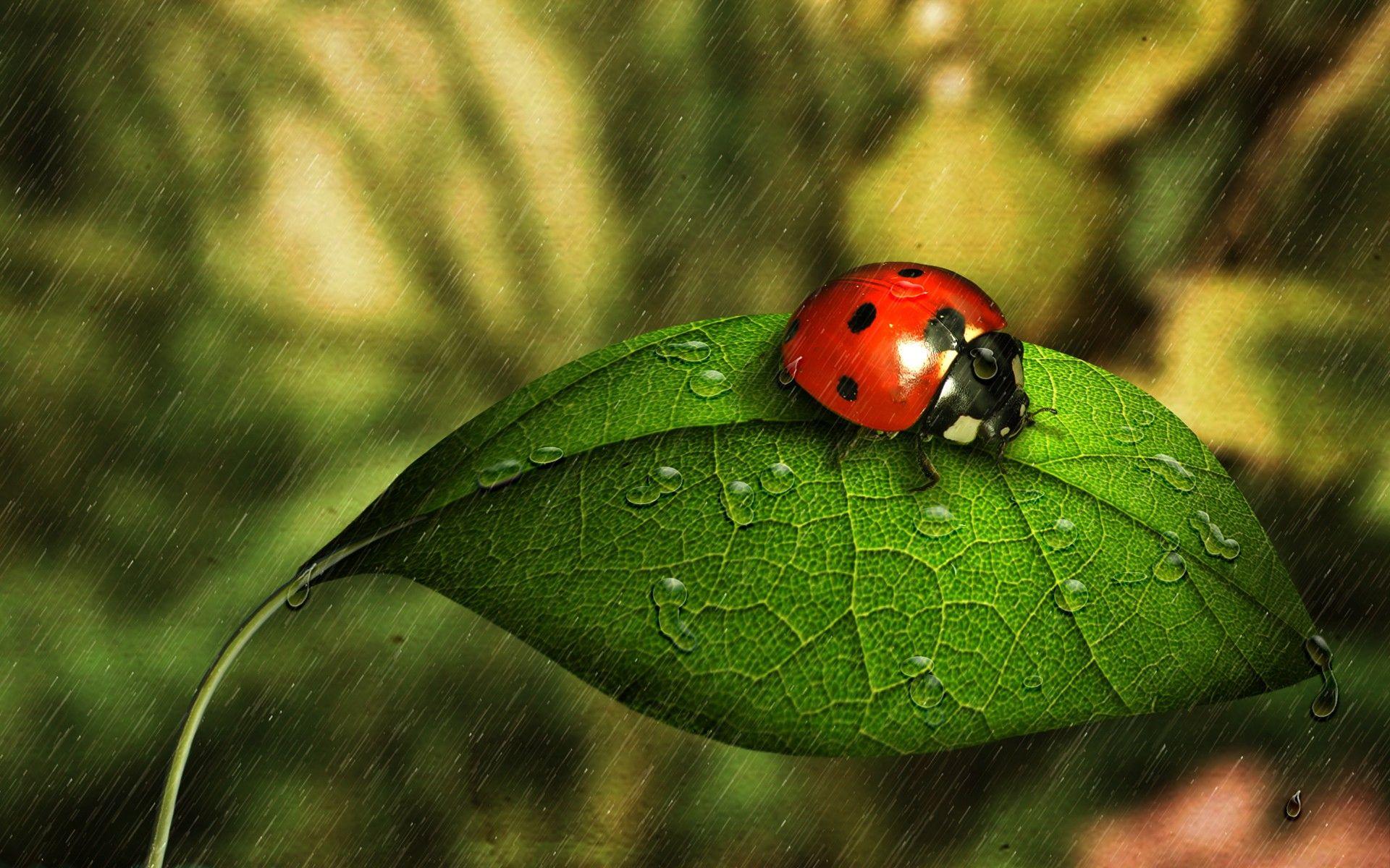 Ladybird Wallpapers - Top Free Ladybird Backgrounds - WallpaperAccess