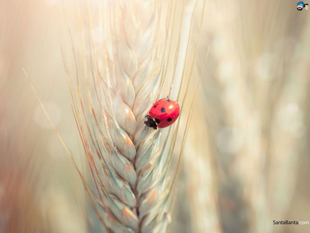 Ladybird Wallpapers - Top Free Ladybird Backgrounds - WallpaperAccess