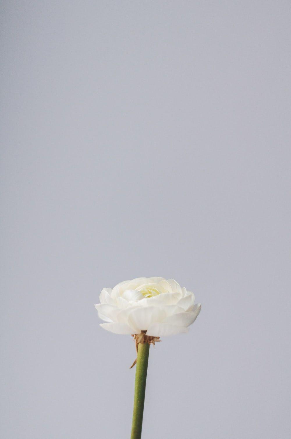 Single Flower Wallpapers - Top Free Single Flower Backgrounds ...