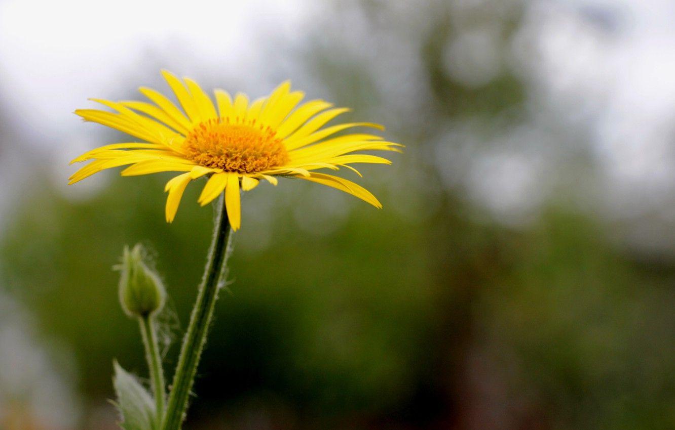 Yellow Daisy Wallpapers - Top Free Yellow Daisy Backgrounds ...