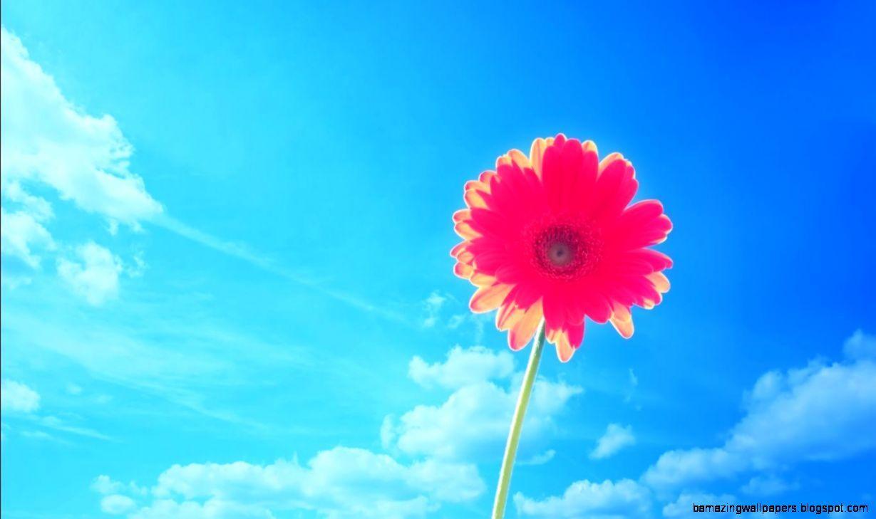 Single Flower Wallpapers - Top Free Single Flower Backgrounds ...