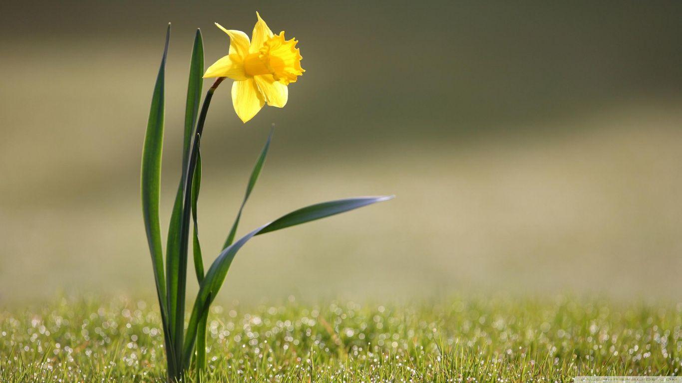 Single Flower Wallpapers - Top Free Single Flower Backgrounds ...