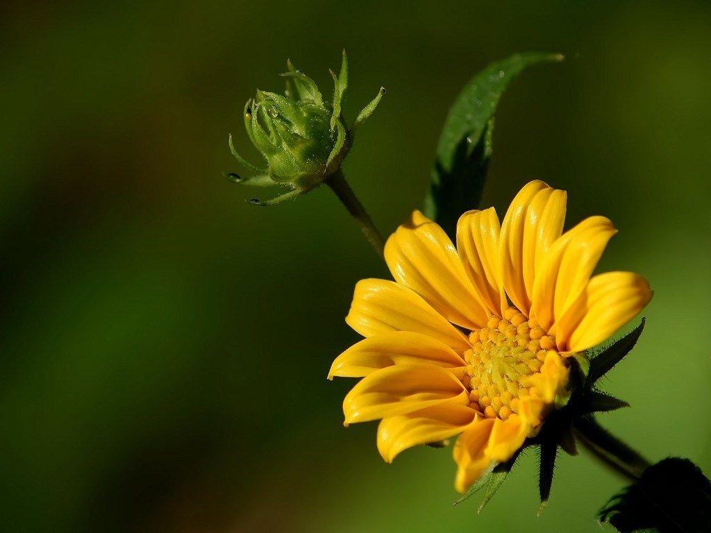 Single Flower Wallpapers - Top Free Single Flower Backgrounds ...