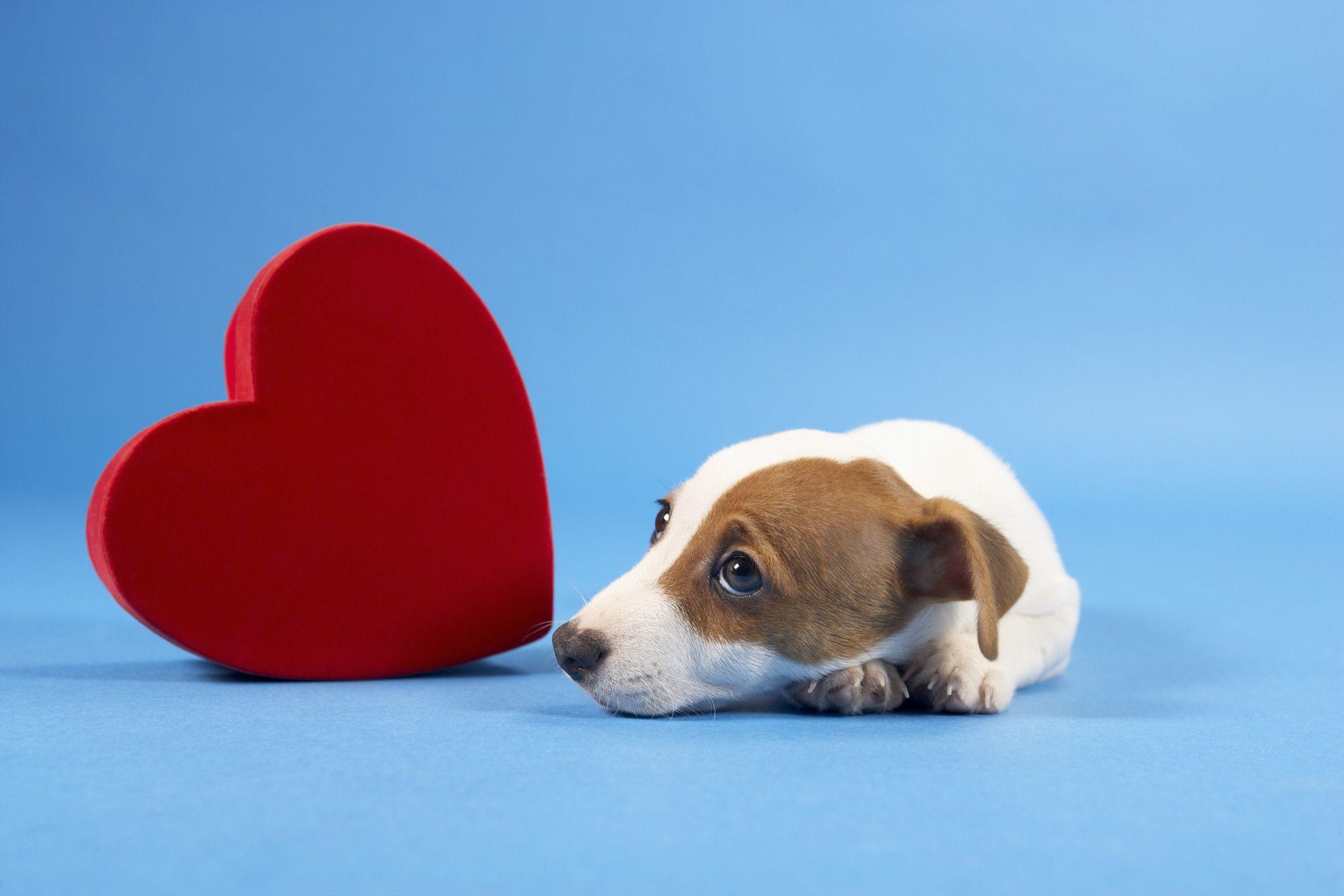 Valentine Puppy Wallpapers - Top Free Valentine Puppy Backgrounds ...
