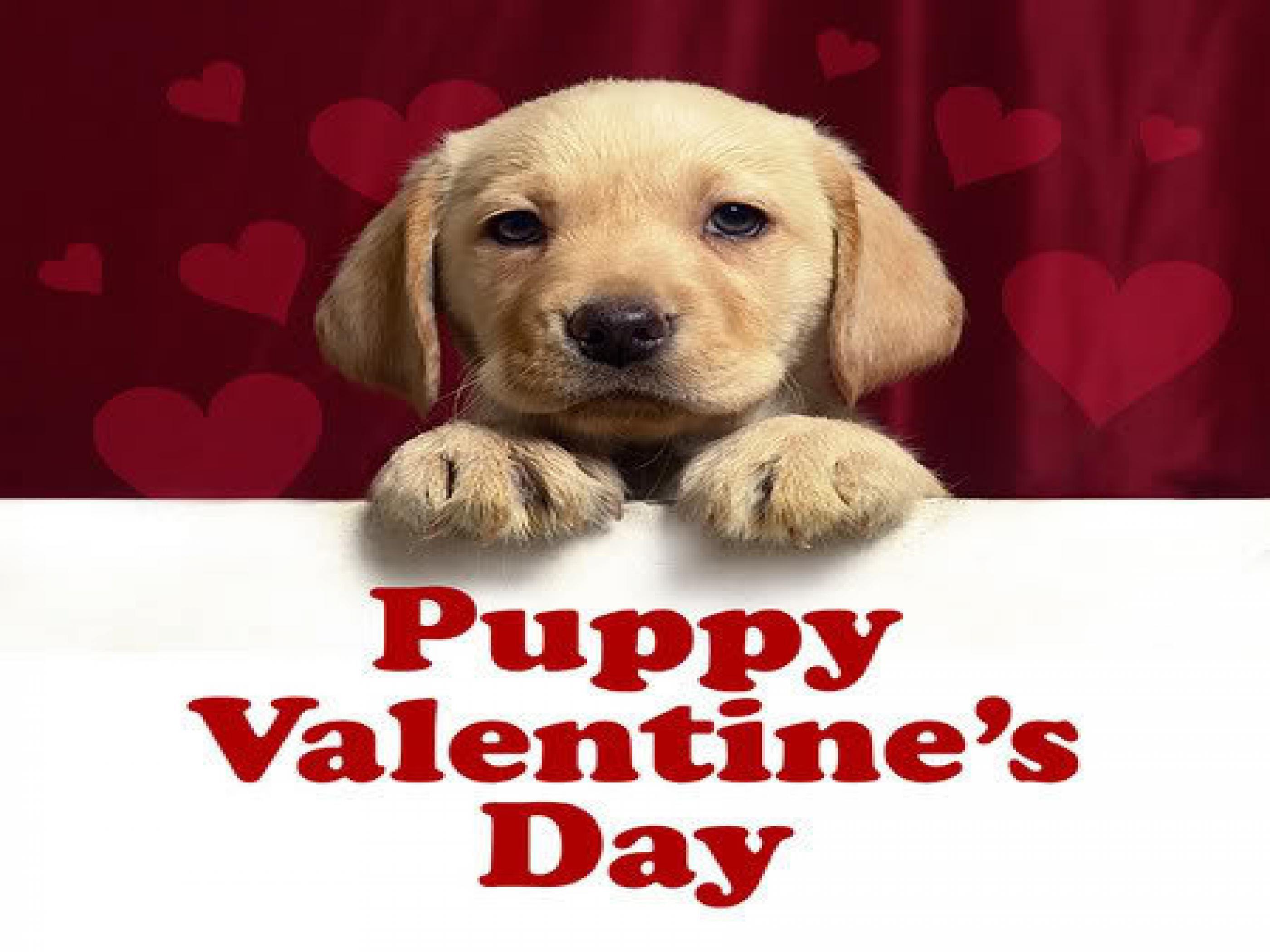 Valentine Puppy Wallpapers - Top Free Valentine Puppy Backgrounds ...