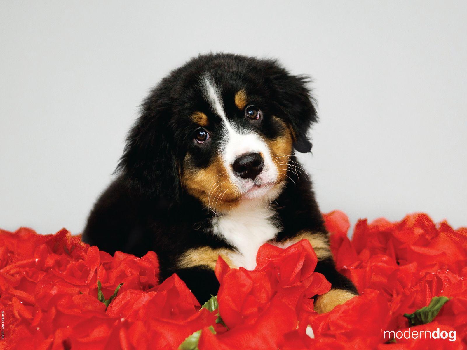 Valentine Puppy Wallpapers - Top Free Valentine Puppy Backgrounds ...