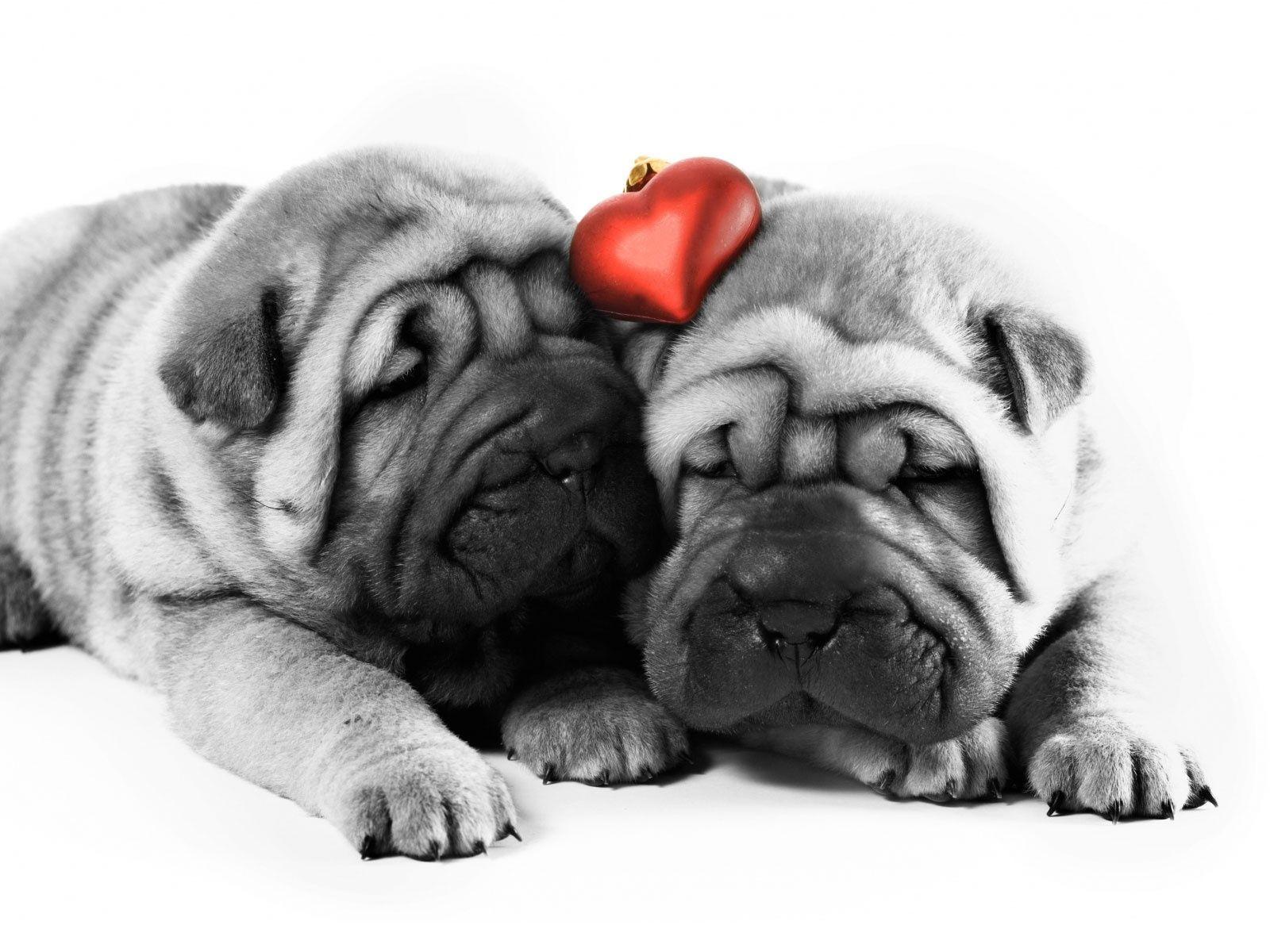 Dog Valentine Day Wallpapers - Top Free Dog Valentine Day Backgrounds ...