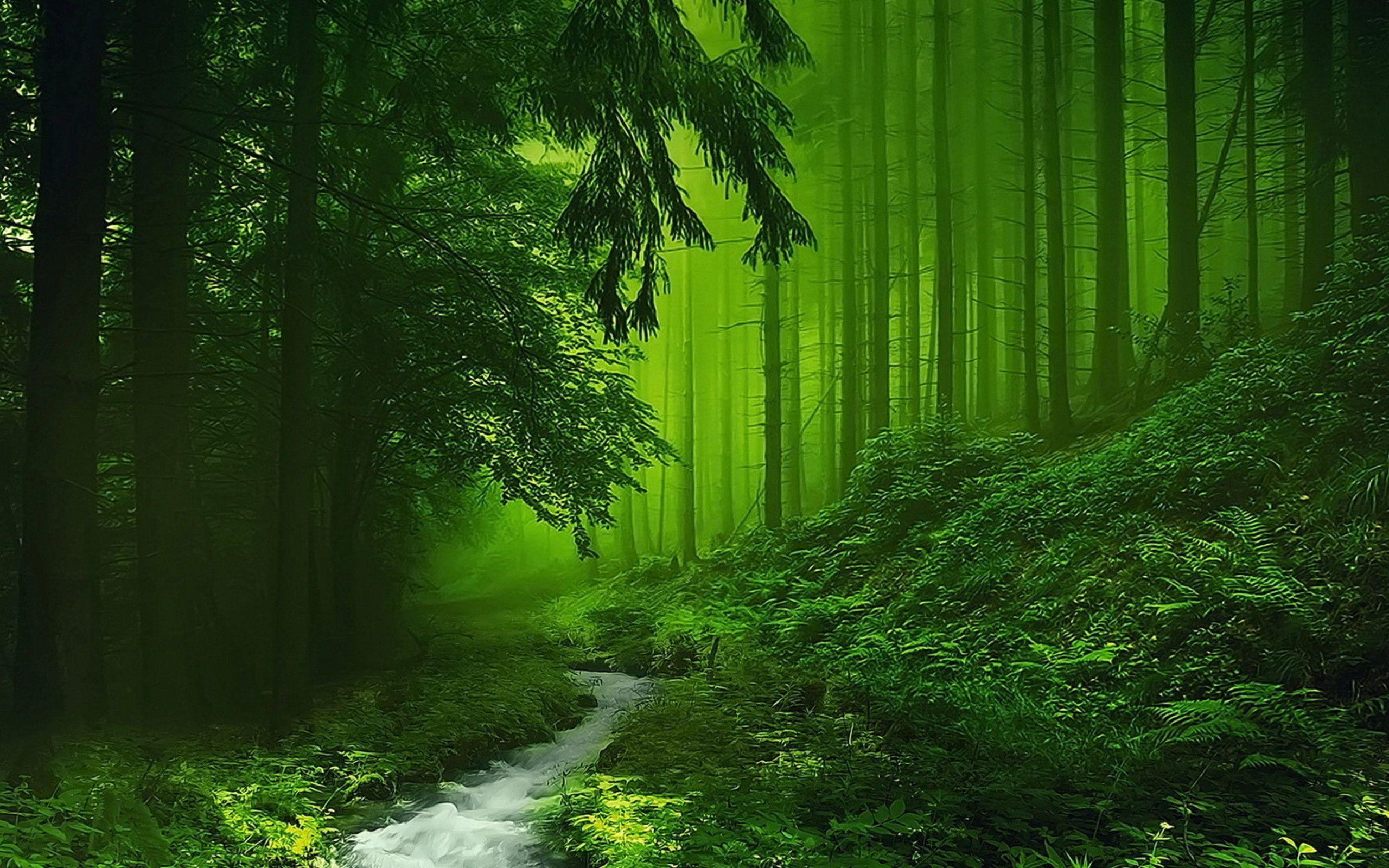 Forest Scene Wallpapers - Top Free Forest Scene Backgrounds ...