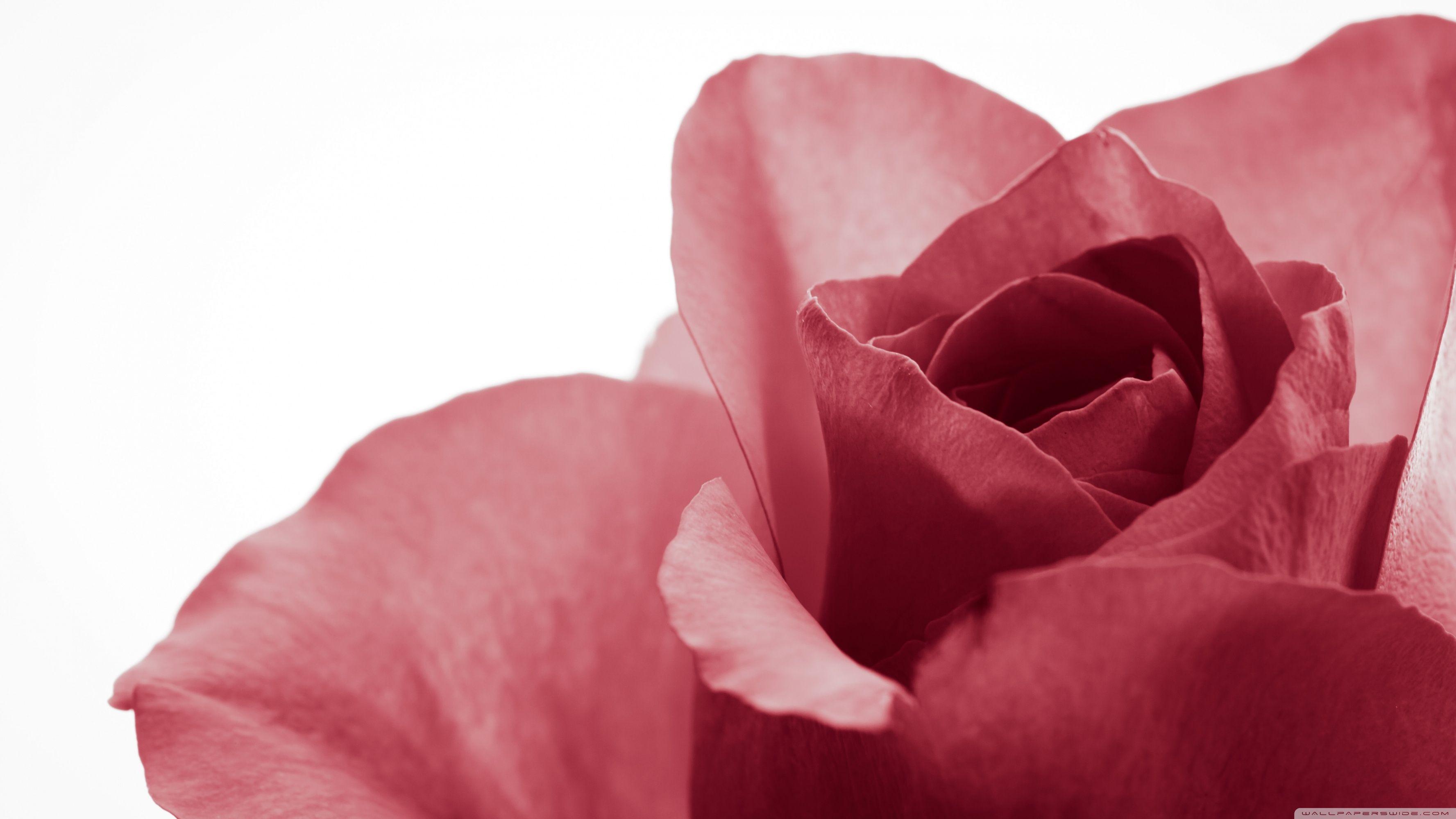 Pure Wallpapers - Top Free Pure Backgrounds - WallpaperAccess