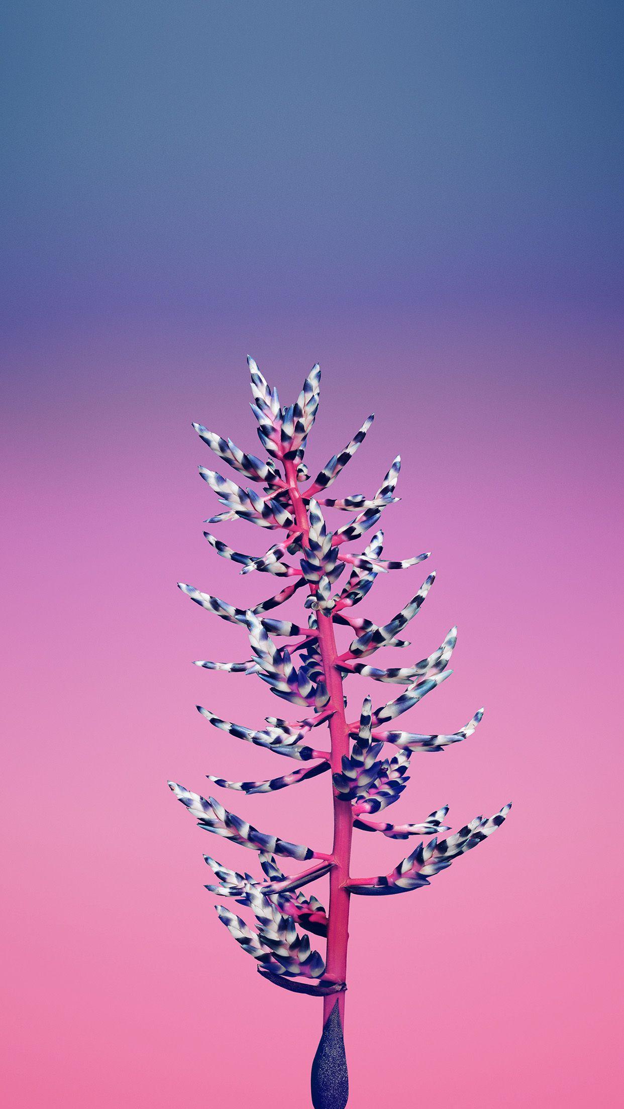 Pink MacBook Wallpapers - Top Free Pink MacBook Backgrounds ...