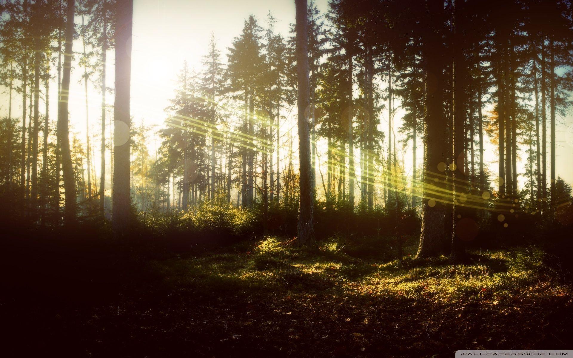 The Forest Game Wallpapers - Top Free The Forest Game Backgrounds ...