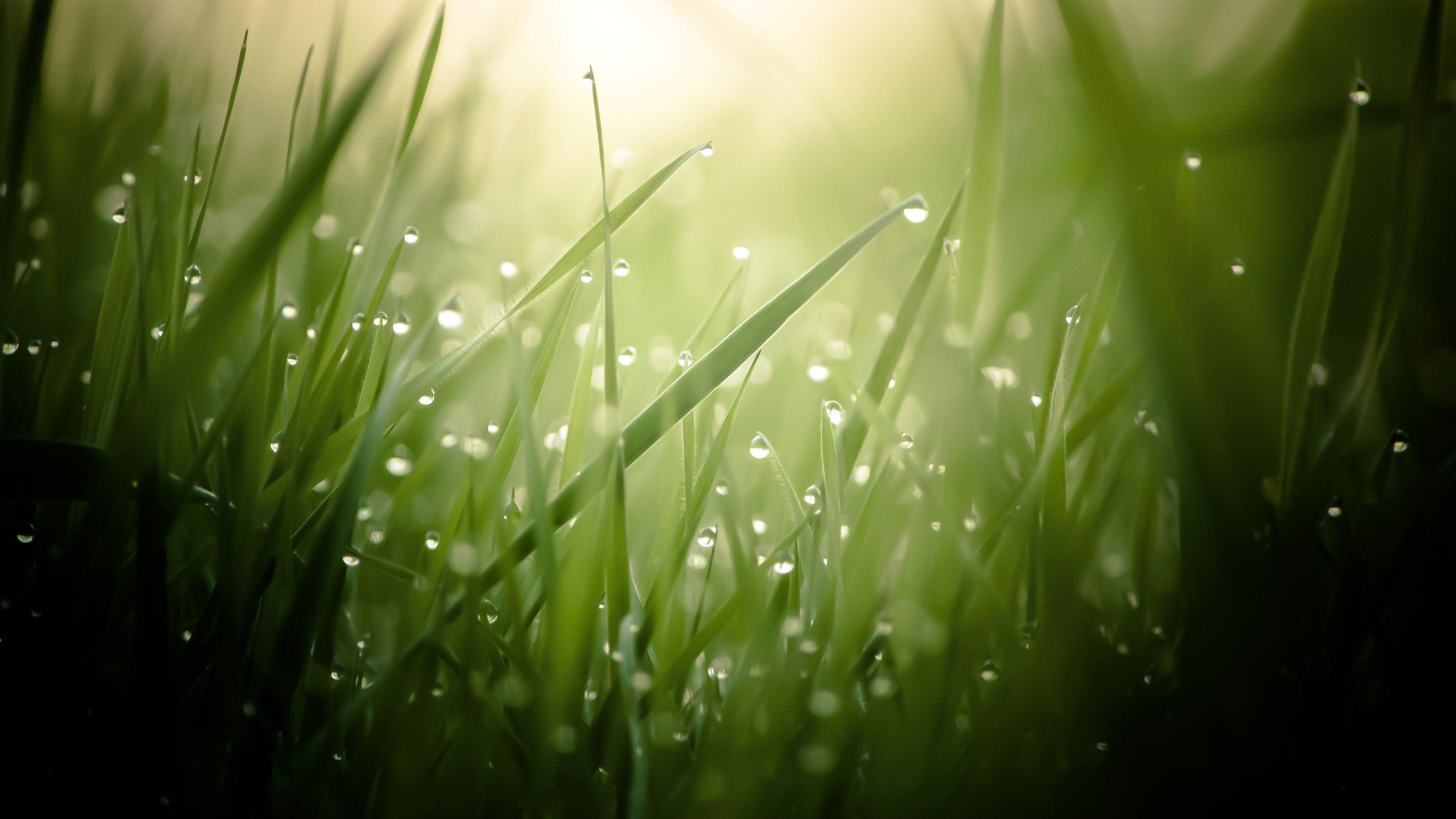 4K Grass Wallpapers - Top Free 4K Grass Backgrounds - WallpaperAccess