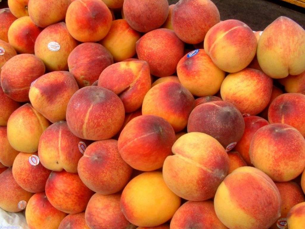 Peaches Wallpapers - Top Free Peaches Backgrounds - WallpaperAccess