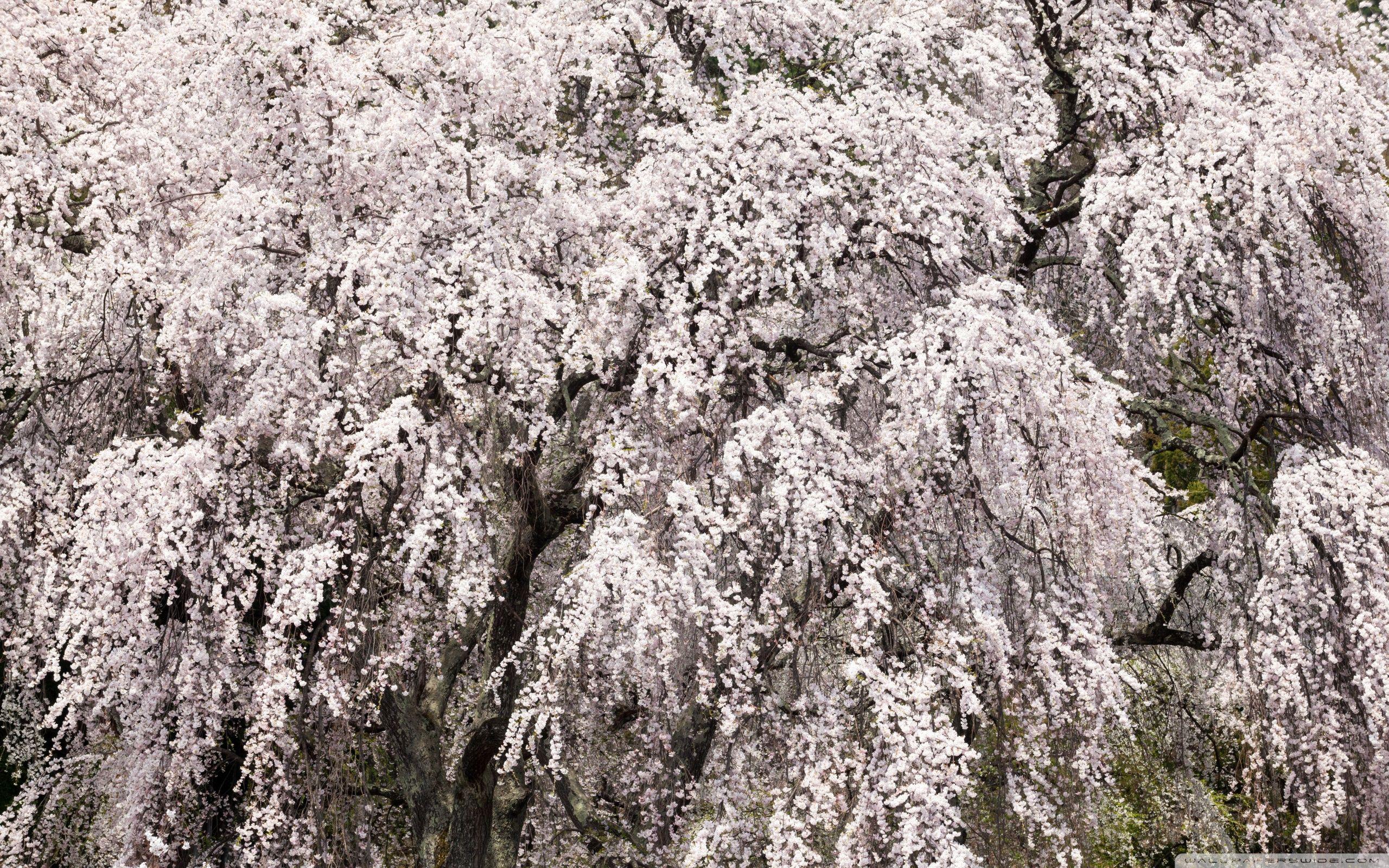 Japan Cherry Blossom Tree Wallpapers - Top Free Japan Cherry Blossom ...