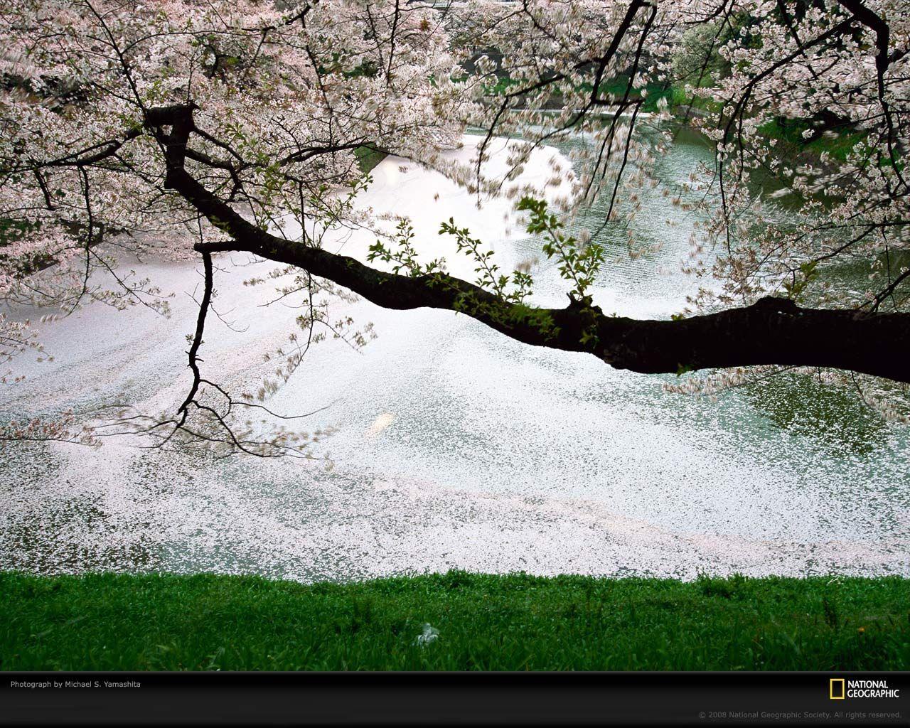 Japan Cherry Blossom Tree Wallpapers - Top Free Japan Cherry Blossom ...