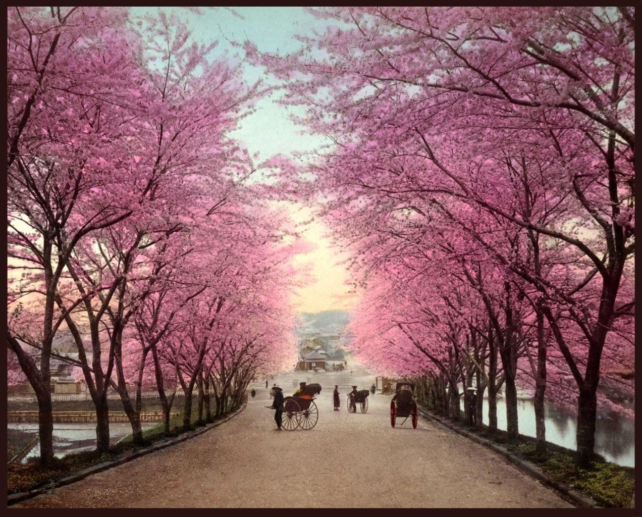 Japan Cherry Blossom Tree Wallpapers - Top Free Japan Cherry Blossom ...