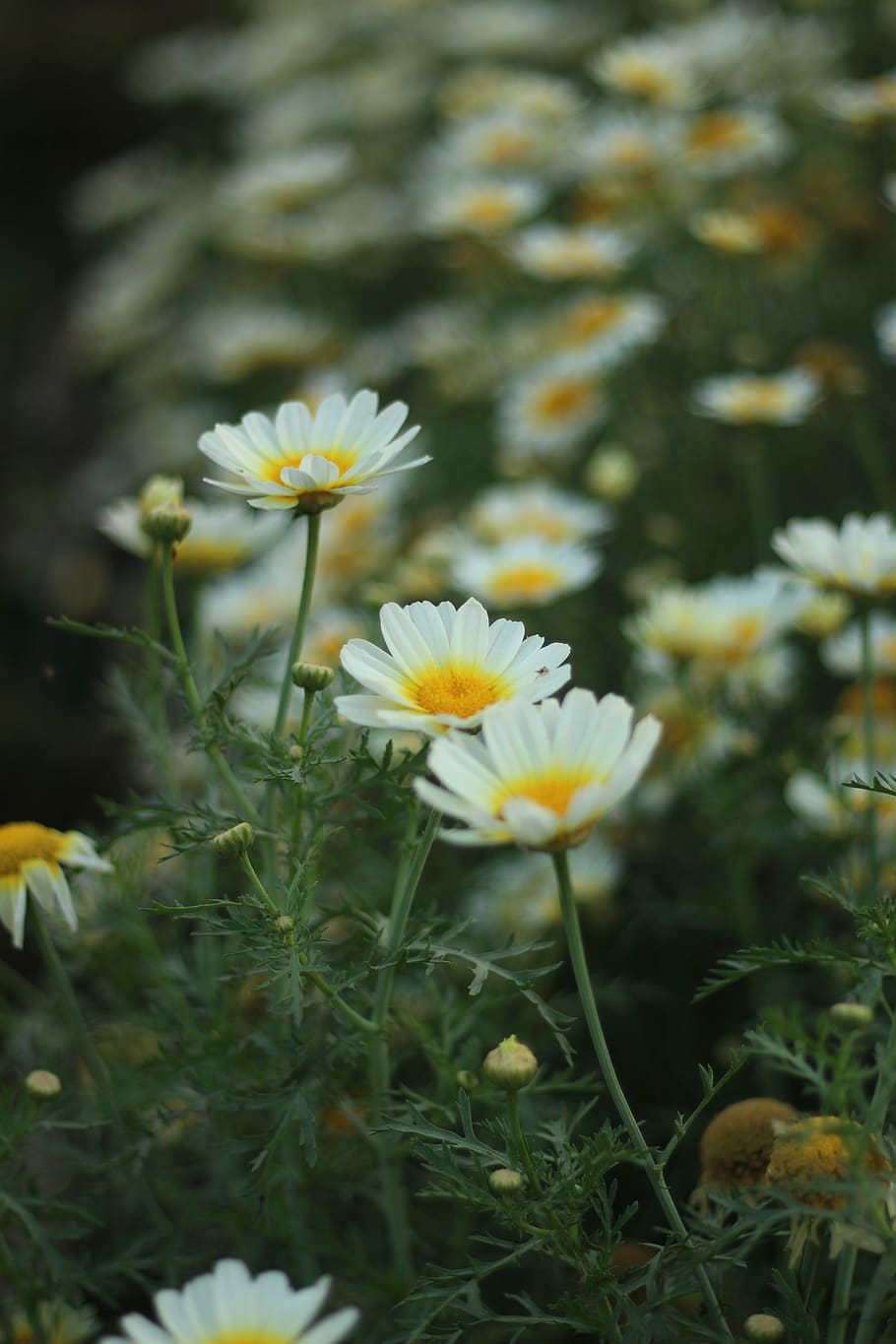 Pixabay Wallpapers - Top Free Pixabay Backgrounds - WallpaperAccess