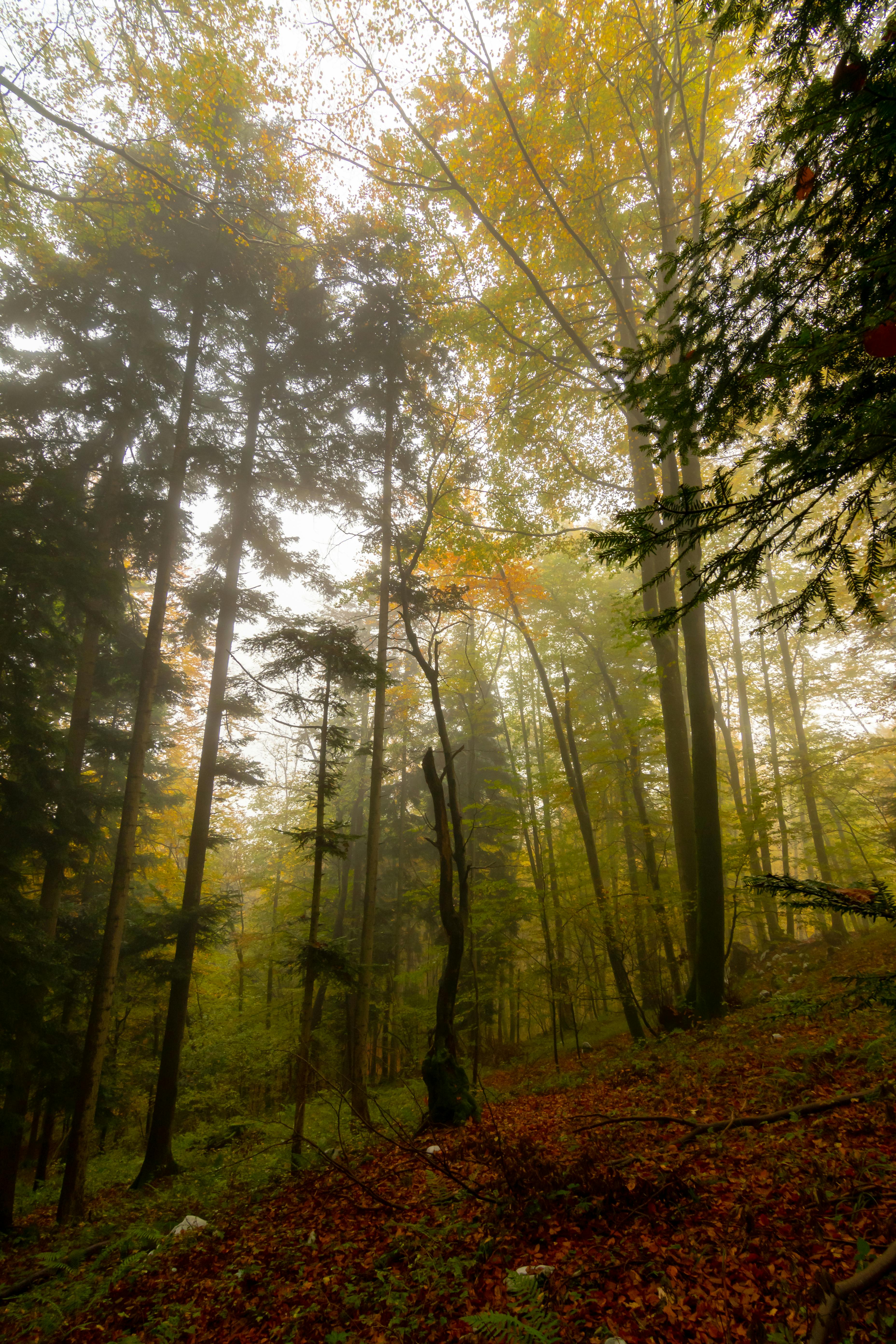 Pixabay Wallpapers - Top Free Pixabay Backgrounds - WallpaperAccess