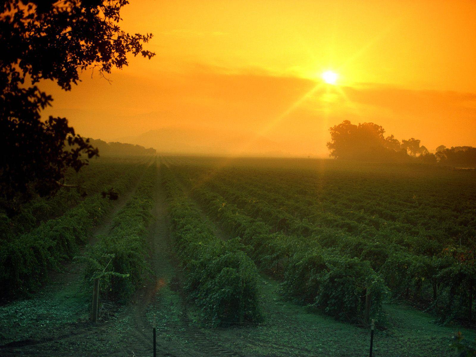Napa Wallpapers - Top Free Napa Backgrounds - WallpaperAccess