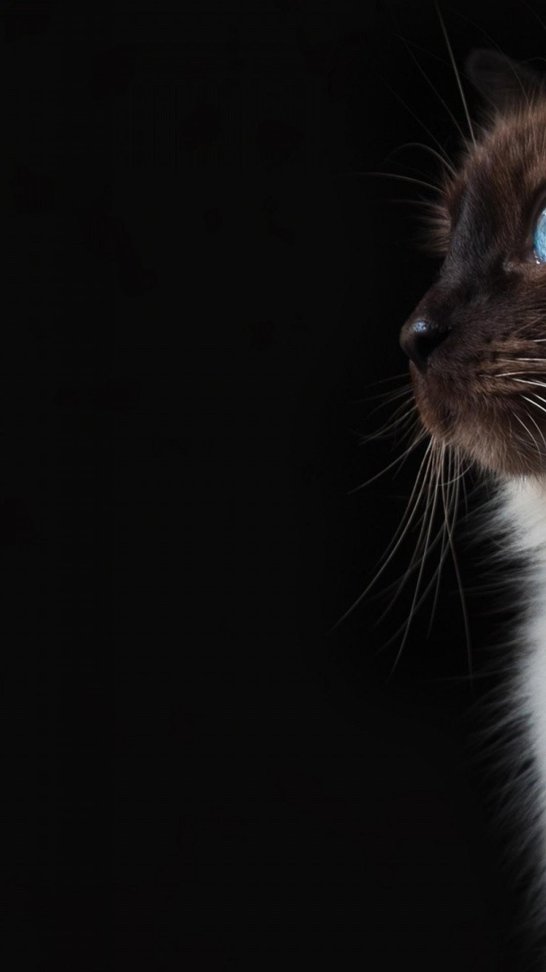 Cat Eyes Wallpapers - Top Free Cat Eyes Backgrounds - WallpaperAccess