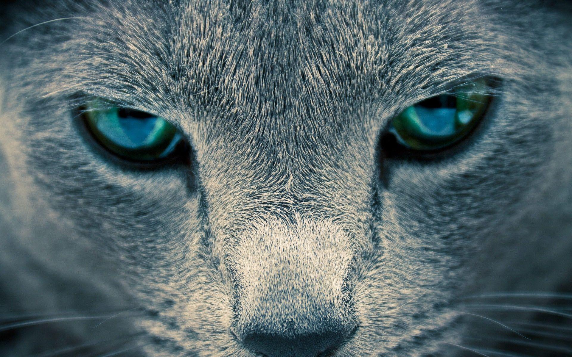 Cat Eyes Wallpapers - Top Free Cat Eyes Backgrounds - WallpaperAccess