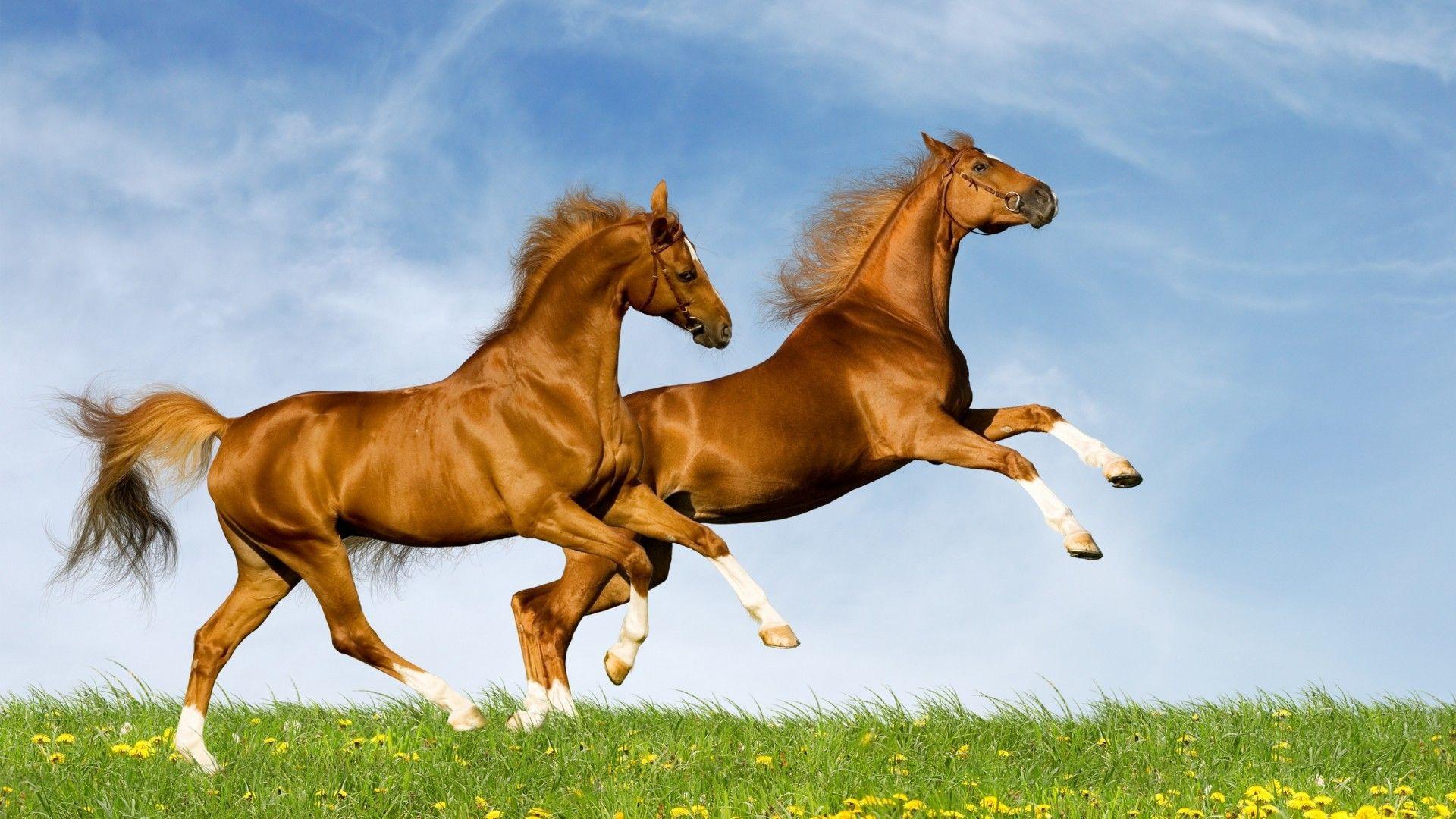 Running Horses Wallpapers - Top Free Running Horses Backgrounds ...