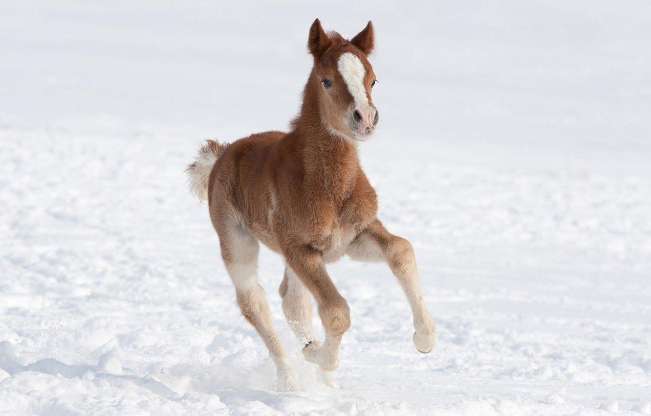 Baby Horse Wallpapers - Top Free Baby Horse Backgrounds - WallpaperAccess