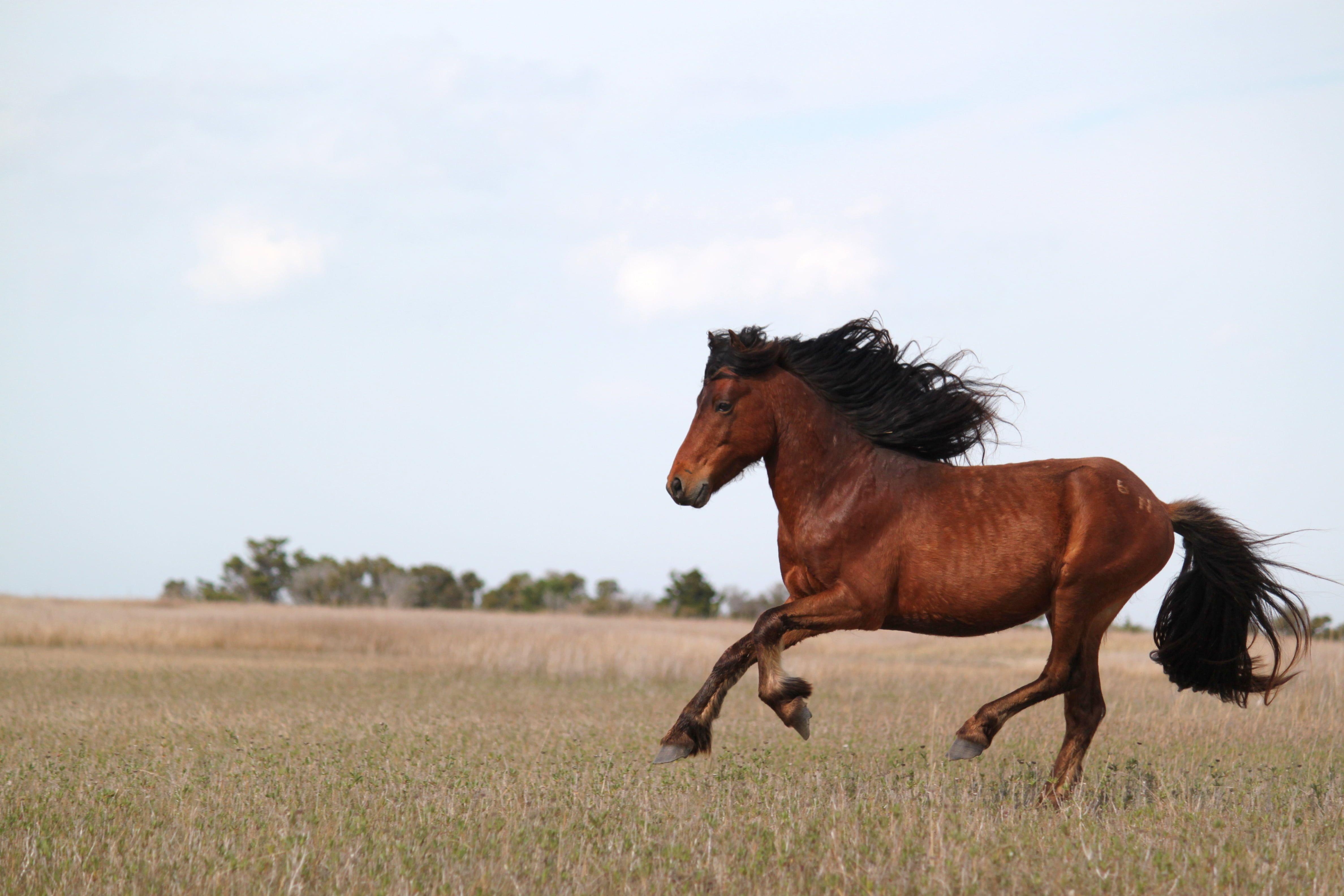 Wild Horses Running Wallpapers - Top Free Wild Horses Running ...