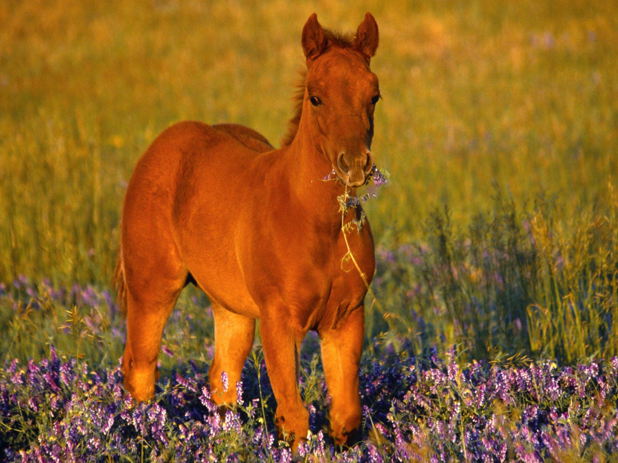 Baby Horse Wallpapers - Top Free Baby Horse Backgrounds - WallpaperAccess