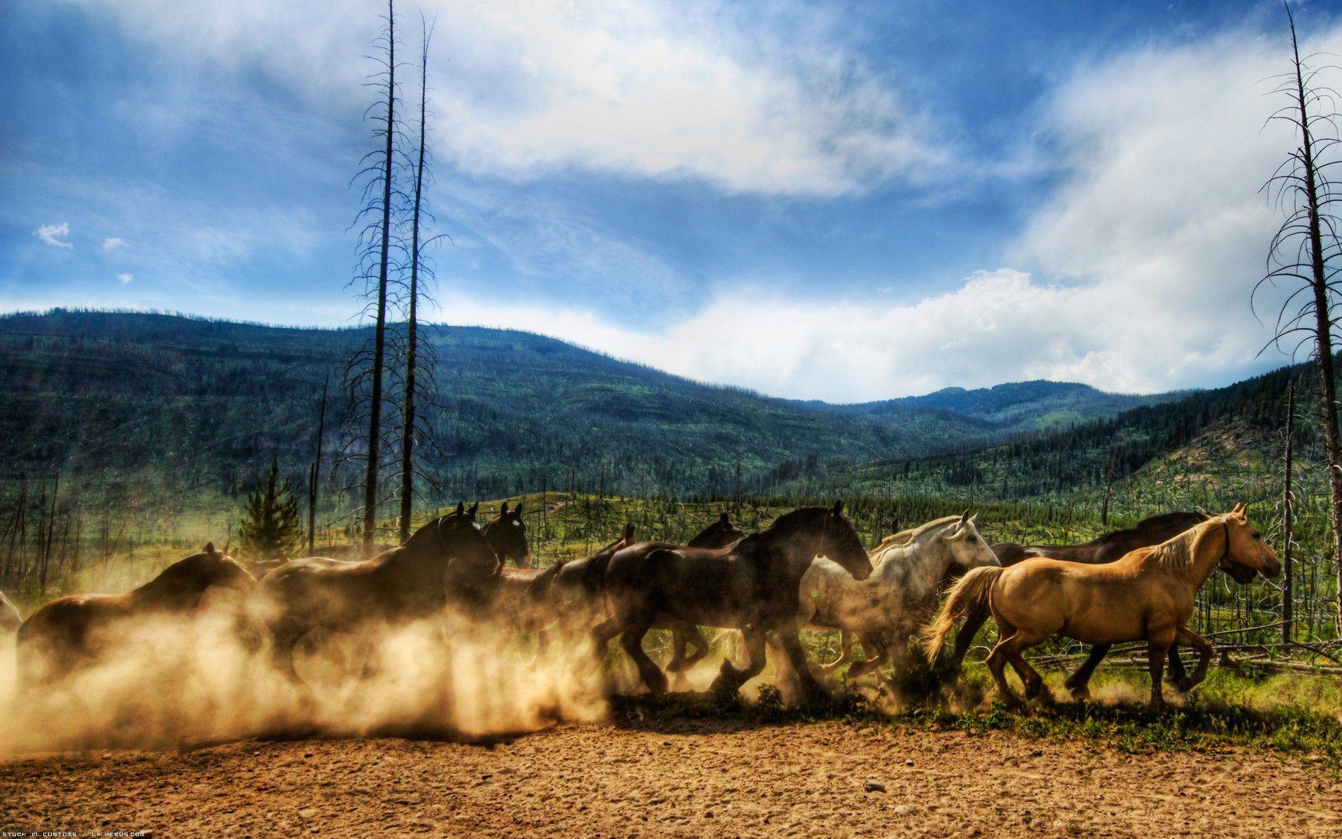 Wild Horses Running Wallpapers - Top Free Wild Horses Running ...