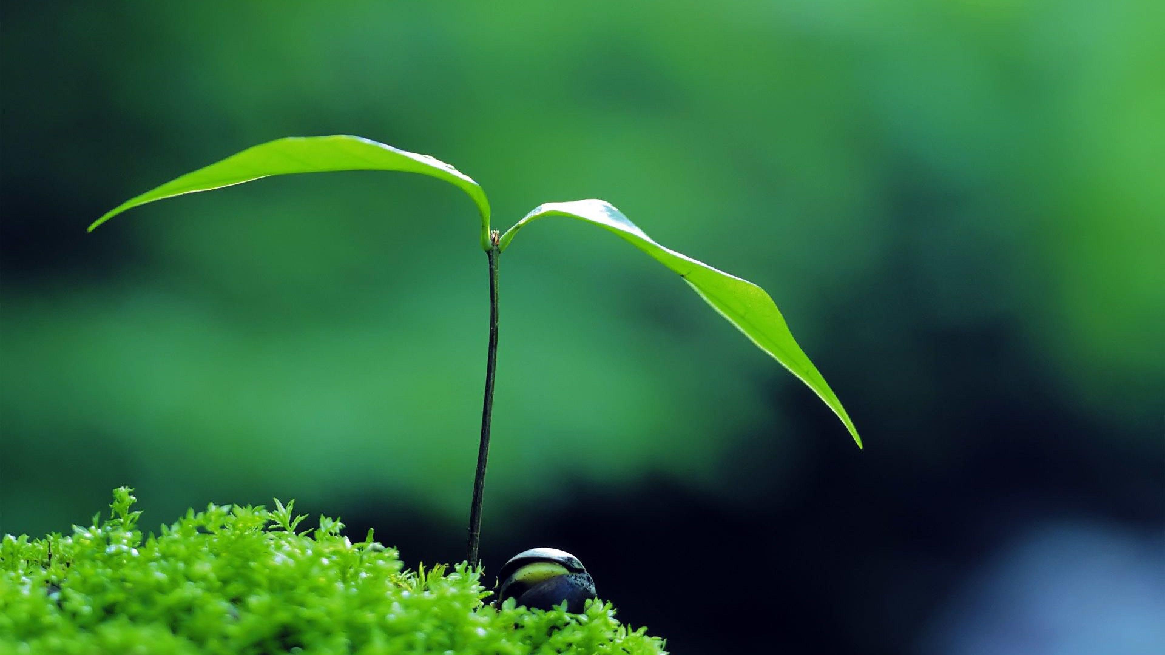 Zen Wallpapers - Top Free Zen Backgrounds - WallpaperAccess