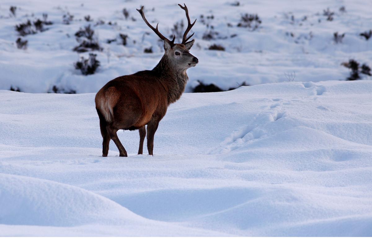 Scotland Winter Wallpapers - Top Free Scotland Winter Backgrounds ...