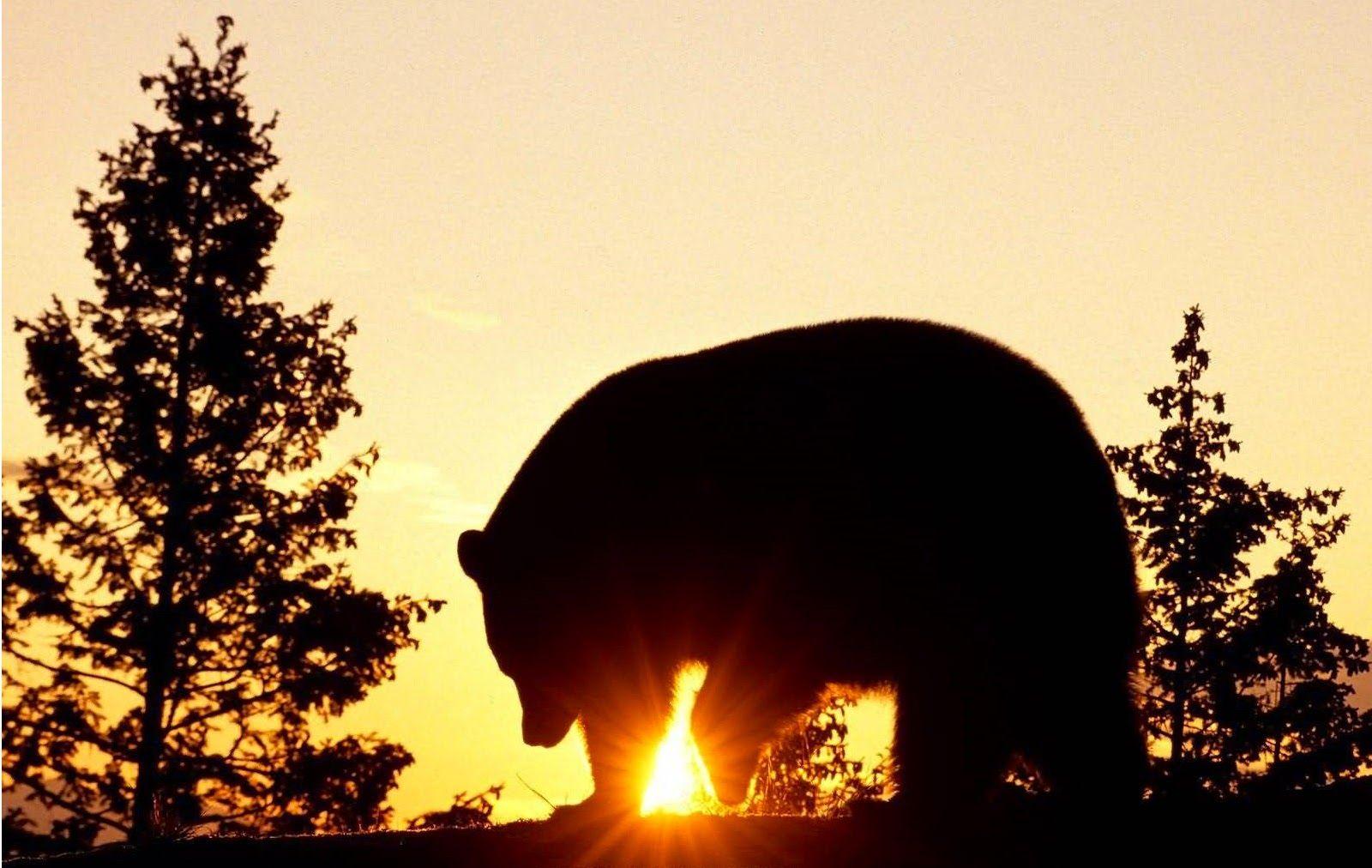 Cool Native American Bear Wallpapers - Top Free Cool Native American ...