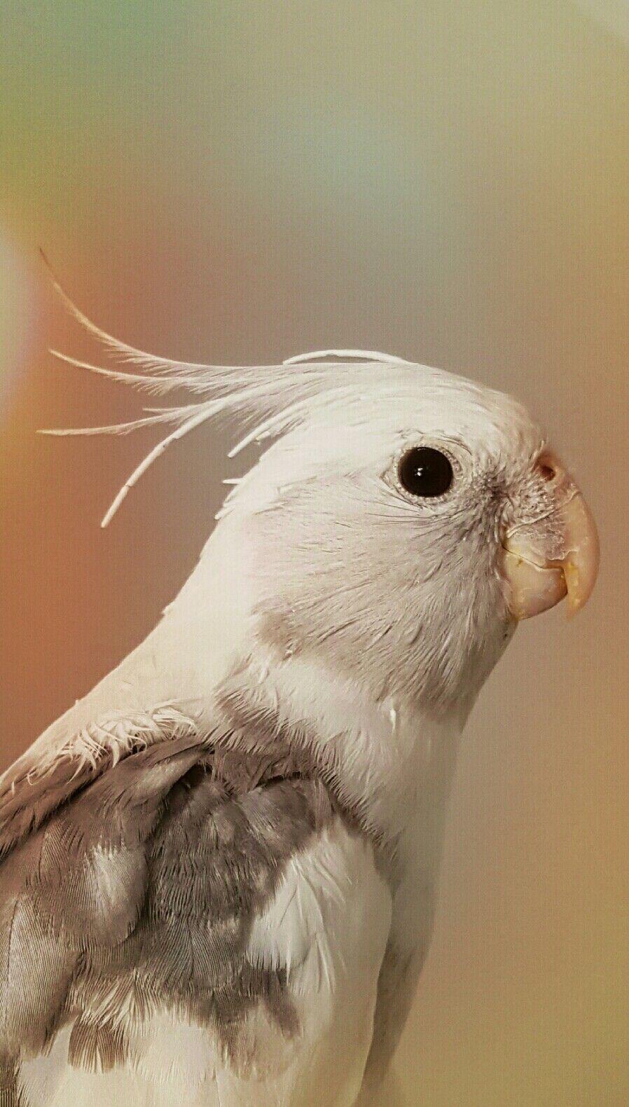 Cockatiel Wallpapers - Top Free Cockatiel Backgrounds - WallpaperAccess