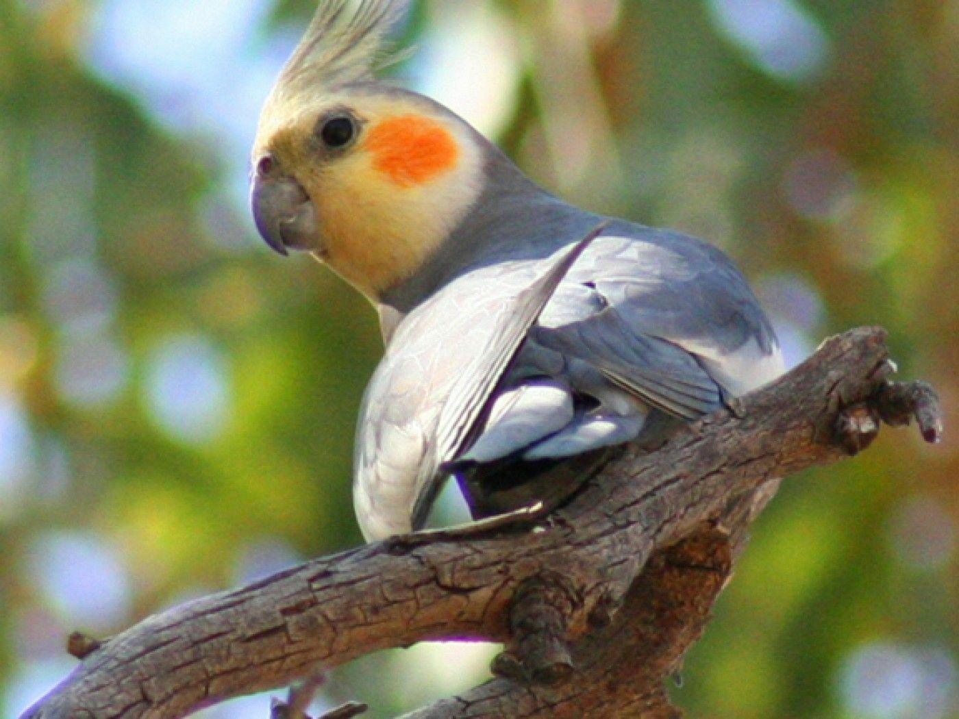 Cockatiel Wallpapers - Top Free Cockatiel Backgrounds - WallpaperAccess