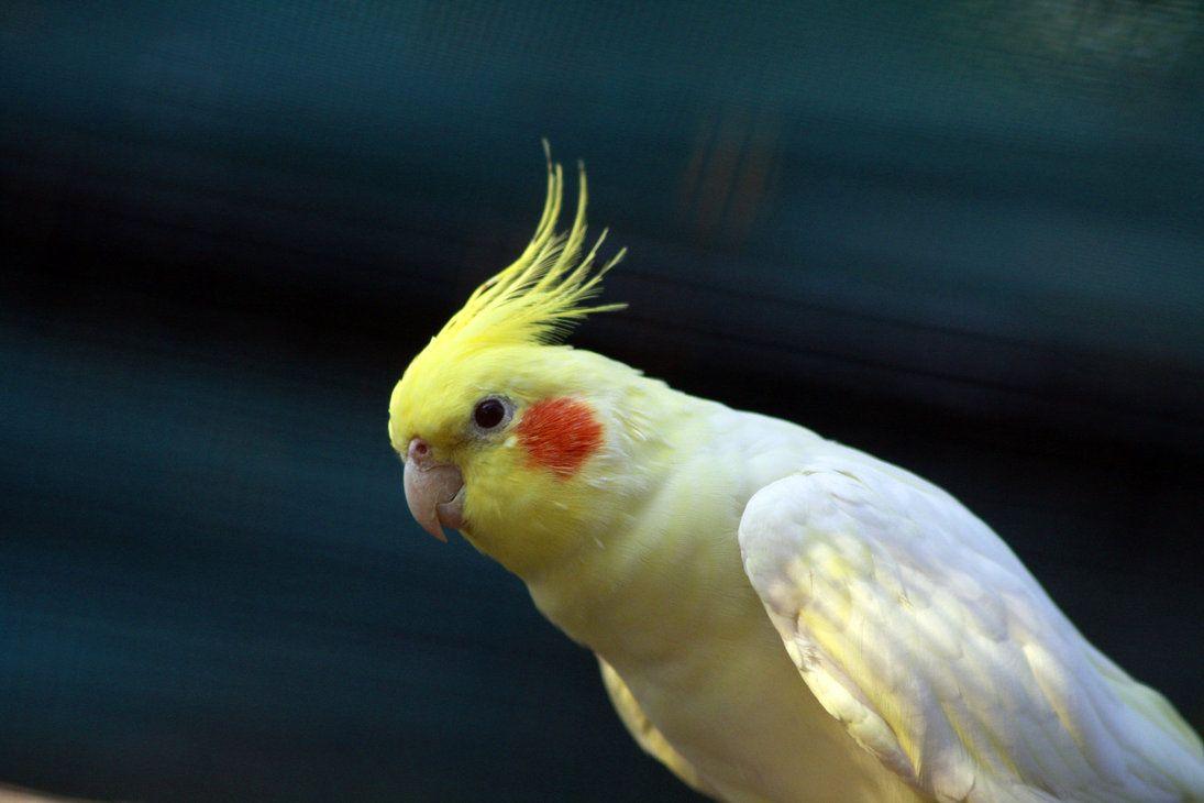 Cockatiel Wallpapers - Top Free Cockatiel Backgrounds - WallpaperAccess